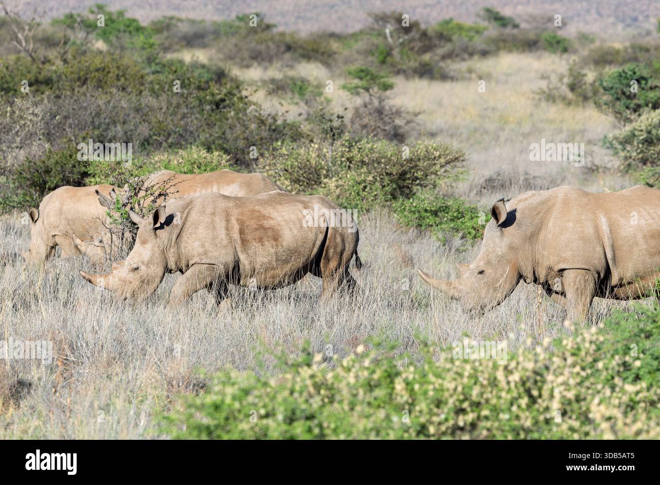 White Rhinoceros crash, Twasulu Kalahari Reserve, Kalahari, South ...