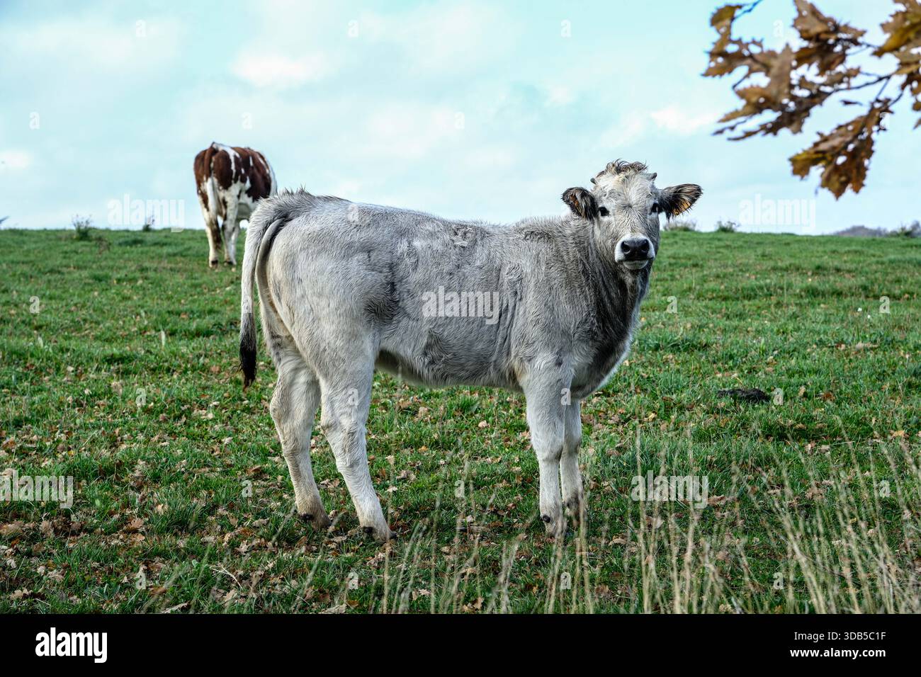 Healthy cows stand in a French pasture in the region of Aude, France on ...