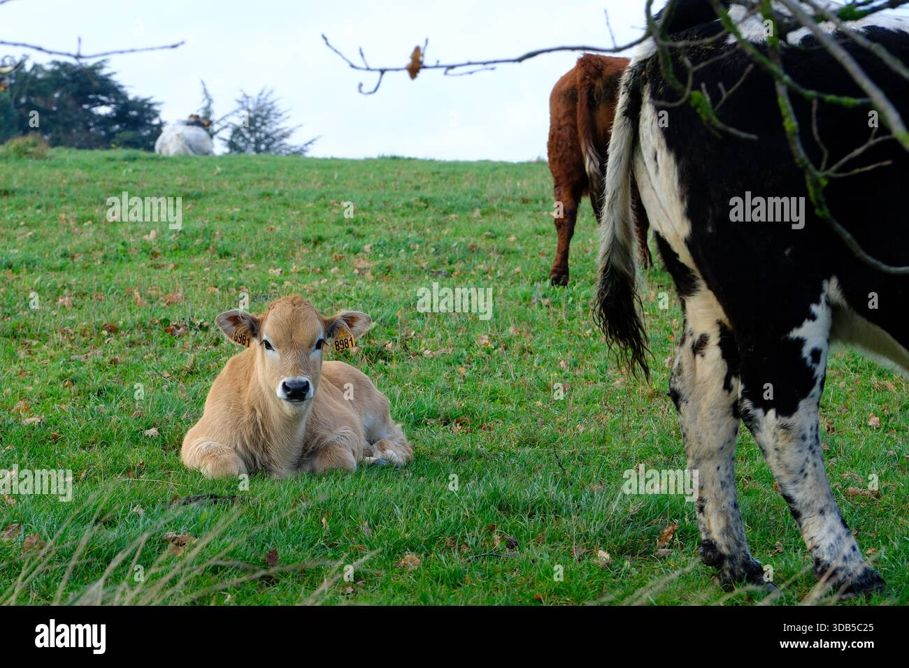 Healthy cows stand in a French pasture in the region of Aude, France on ...