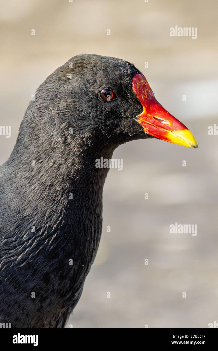 Distinctive yellow tipped red bill hi-res stock photography and images ...