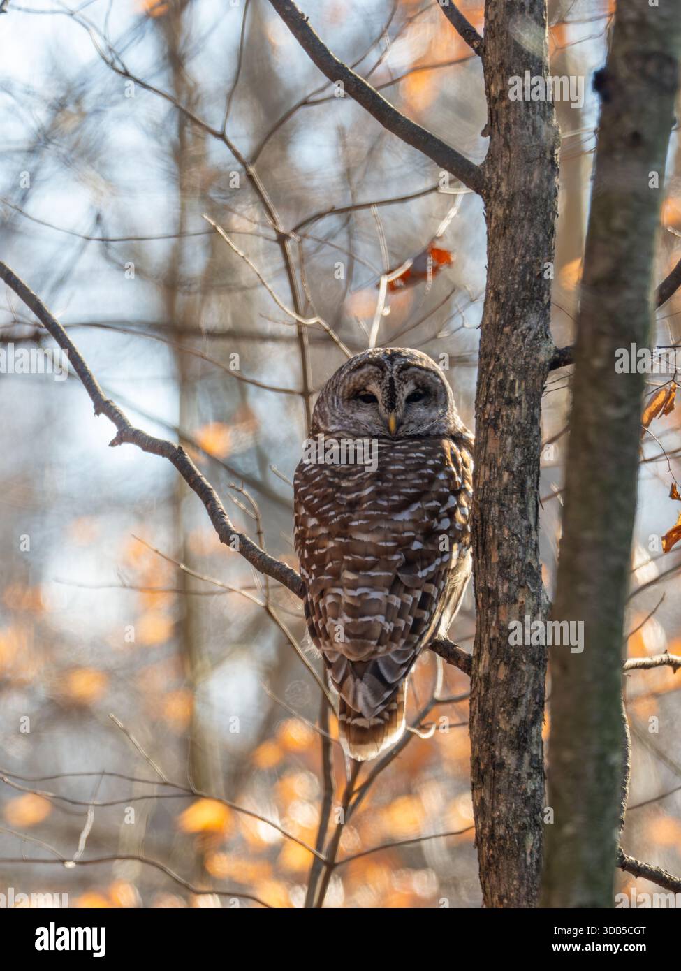 Barred Owl, Strix varia, at its roost in the woods of Ohio, USA Stock ...