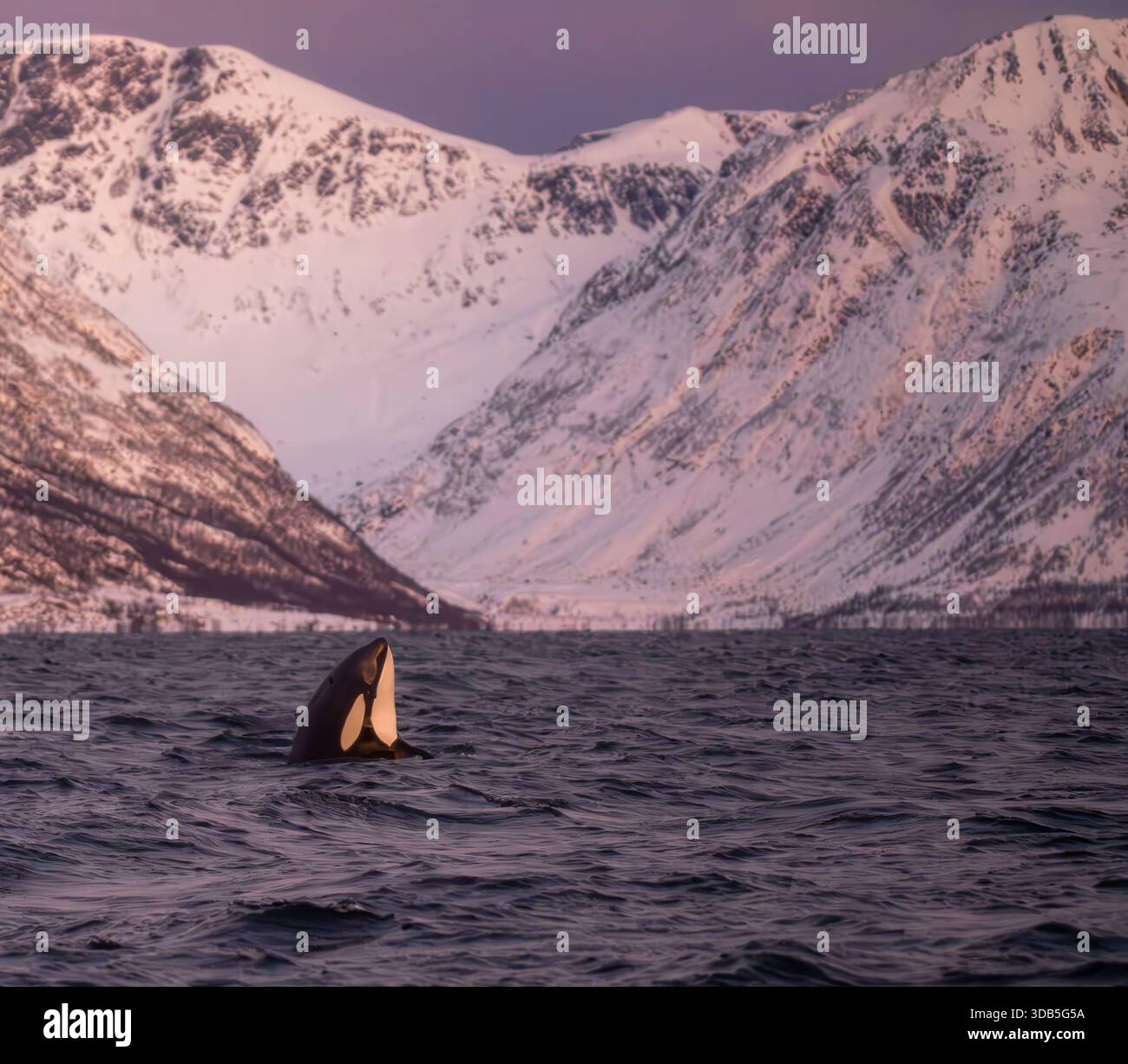 The singer pink norway hi-res stock photography and images - Alamy