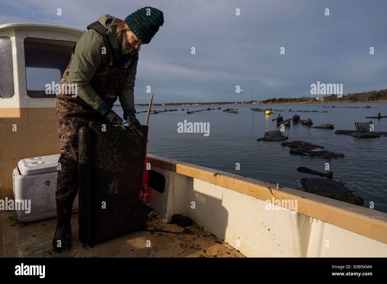 Retired WNBA star and Hall of Famer Sue Wicks harvests oysters in ...