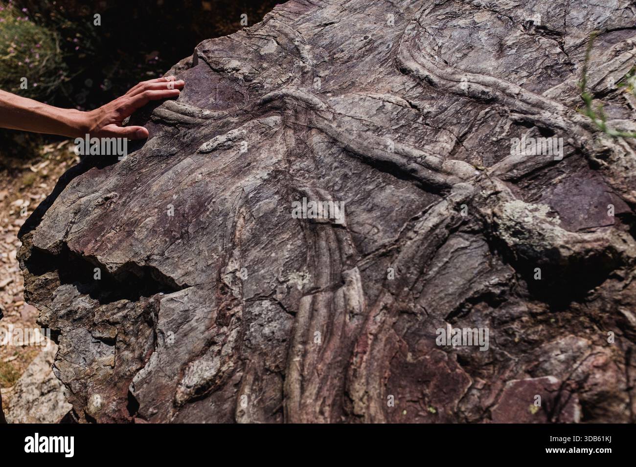 Close-up of fossilised trilobite trace fossils (Cruziana) embedded in ...
