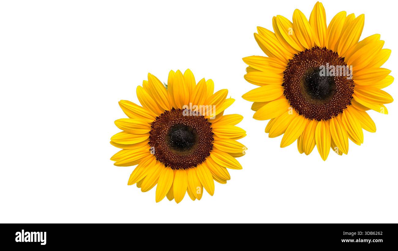 Clean and sunny Cut Out Stock Images & Pictures - Alamy