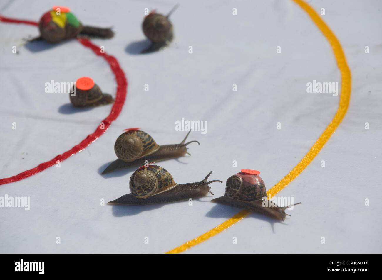 Congham snail hi-res stock photography and images - Alamy