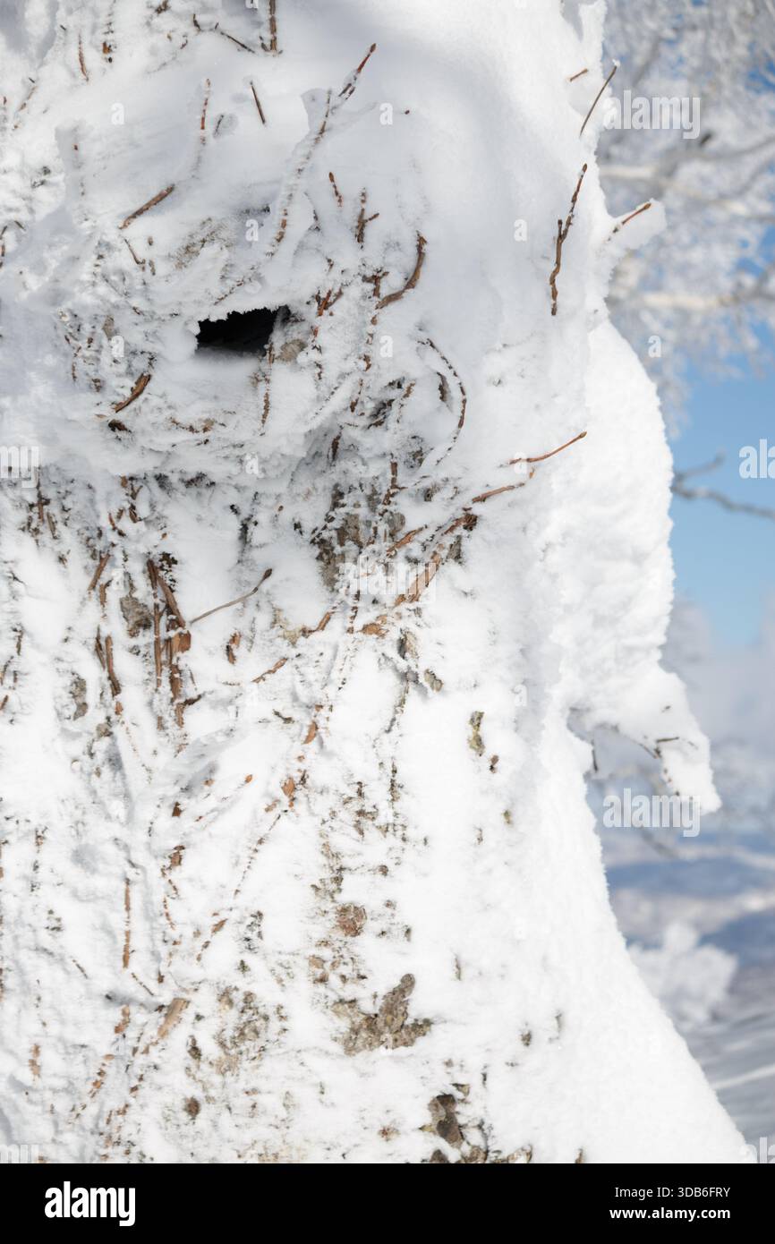 Hole in frozen tree hi-res stock photography and images - Alamy