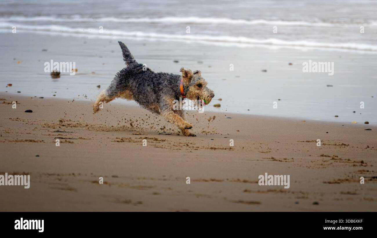 Dogs at the beach, freedom and playing in sand along, curious and fun ...