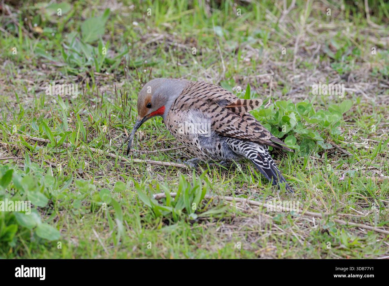 Avian Keratin Disorder bird at Vancouver BC Canada， a serious, emerging ...