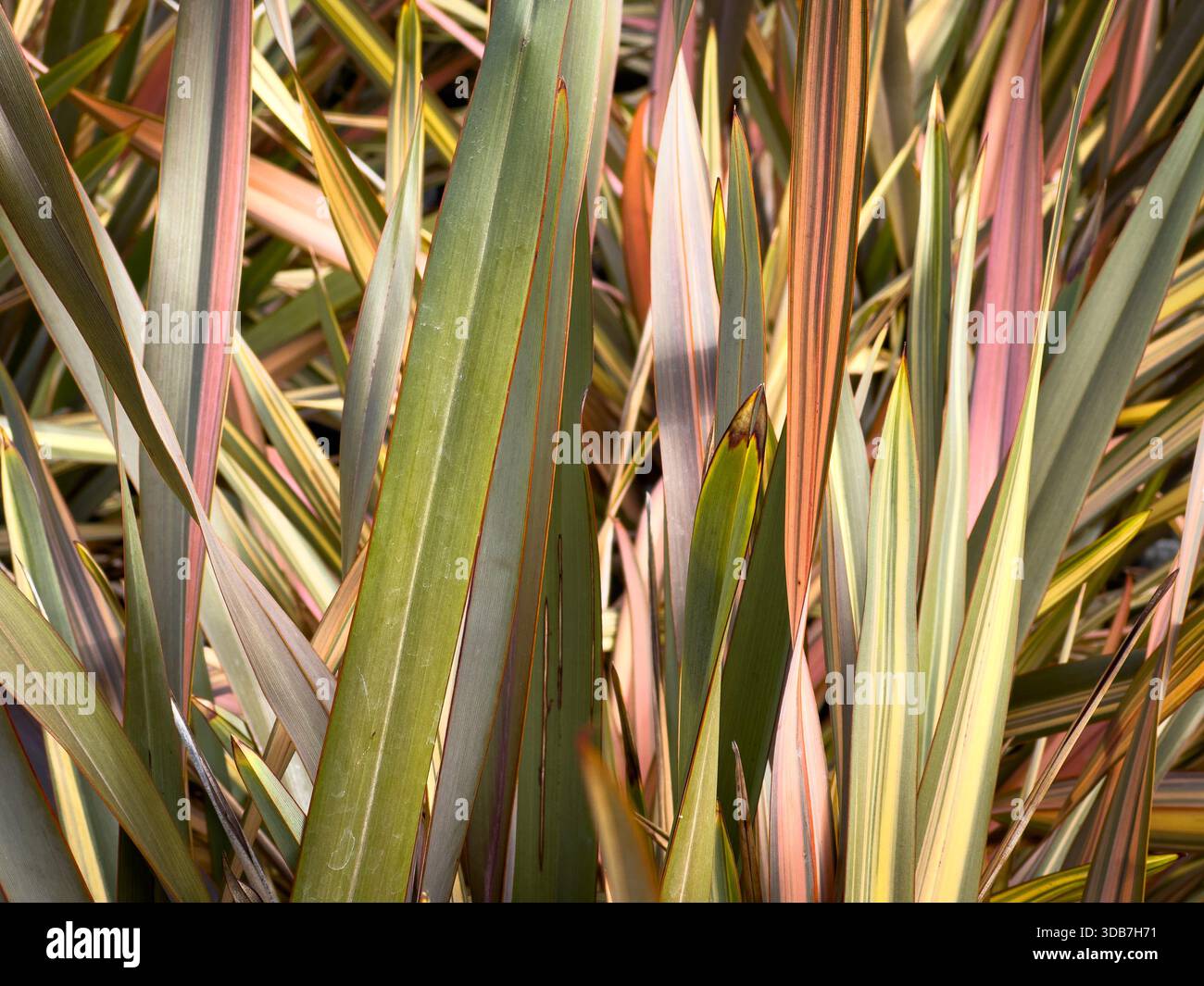 New zealand variety hi-res stock photography and images - Alamy