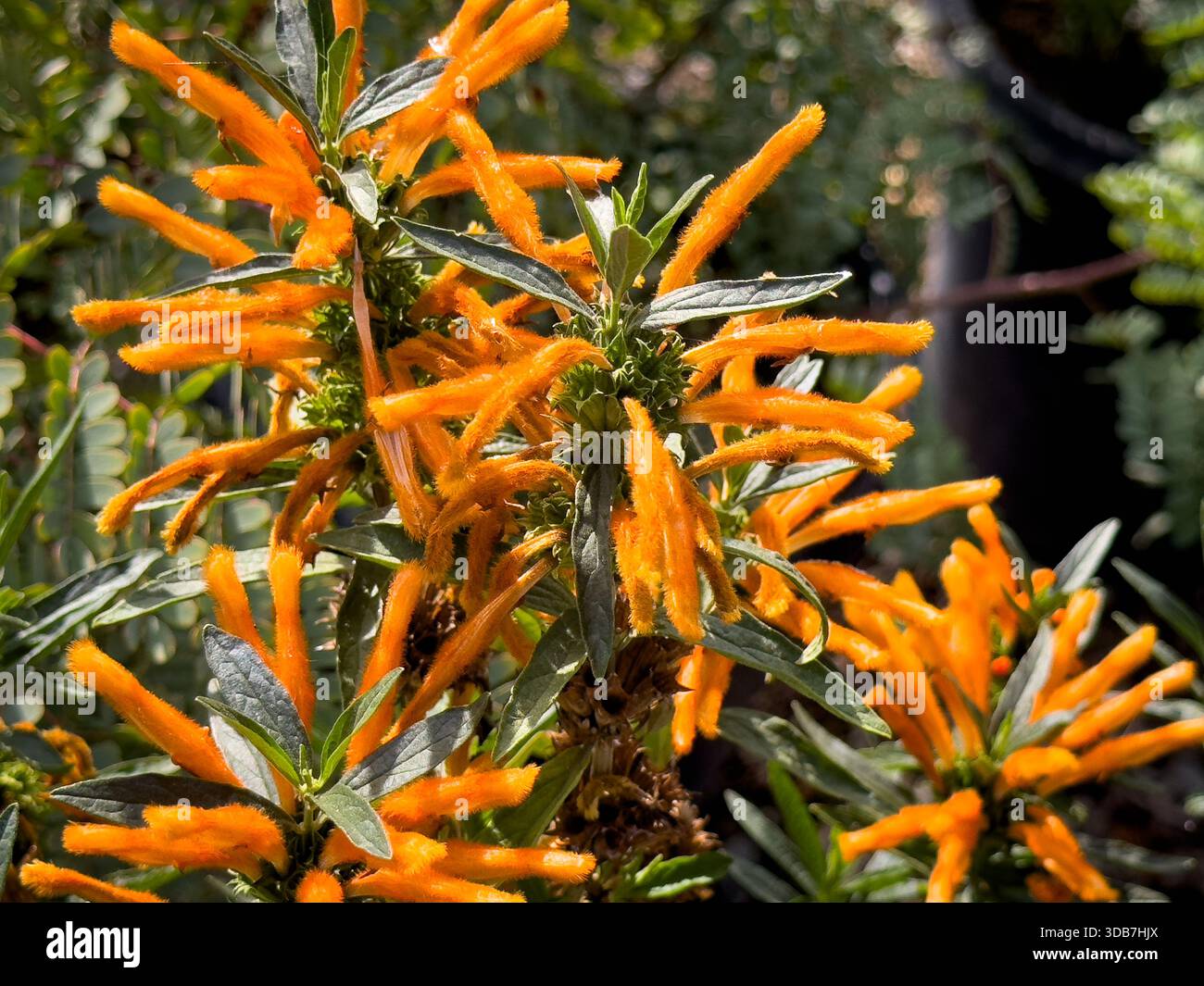 Sage flowers in green hi-res stock photography and images - Alamy