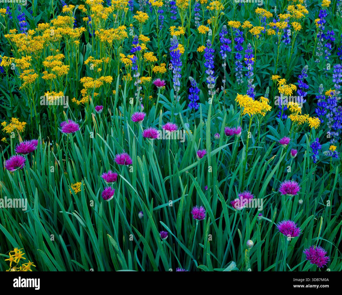 Wild Onion, Lupin, Groundsel, Carson-Iceberg Wilderness, Stanislaus ...
