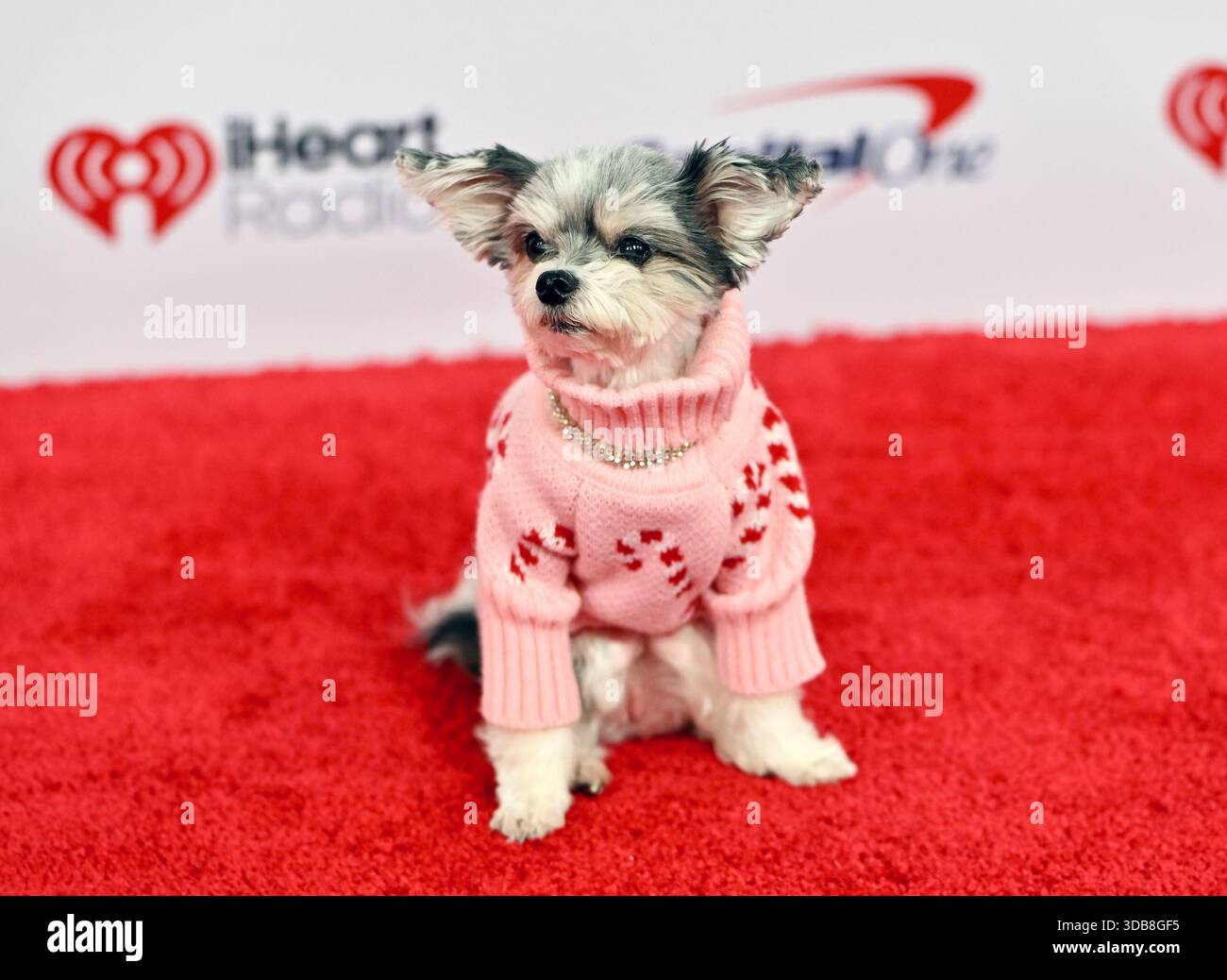 Tinkerbelle the Dog attends Z100's iHeartRadio Jingle Ball at Madison ...