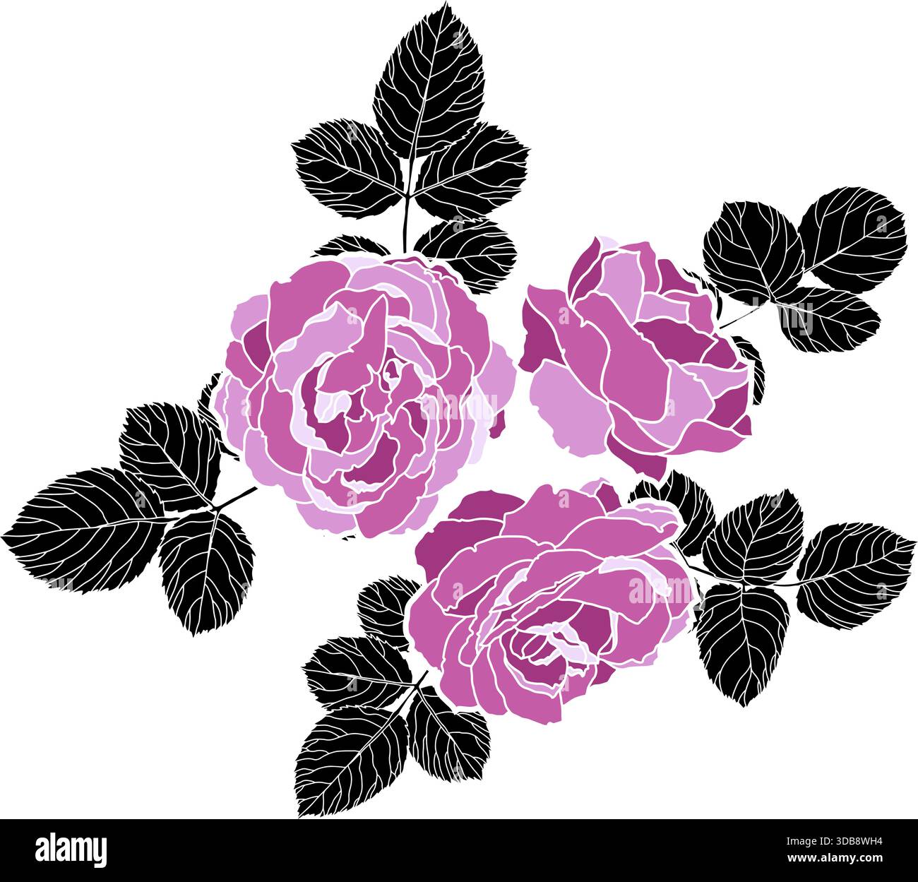 Pink roses blossoms in Stock Vector Images - Alamy