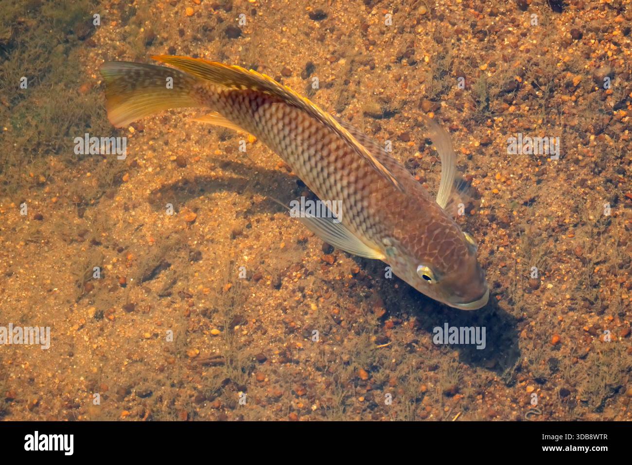 Coptodon rendalli hi-res stock photography and images - Alamy