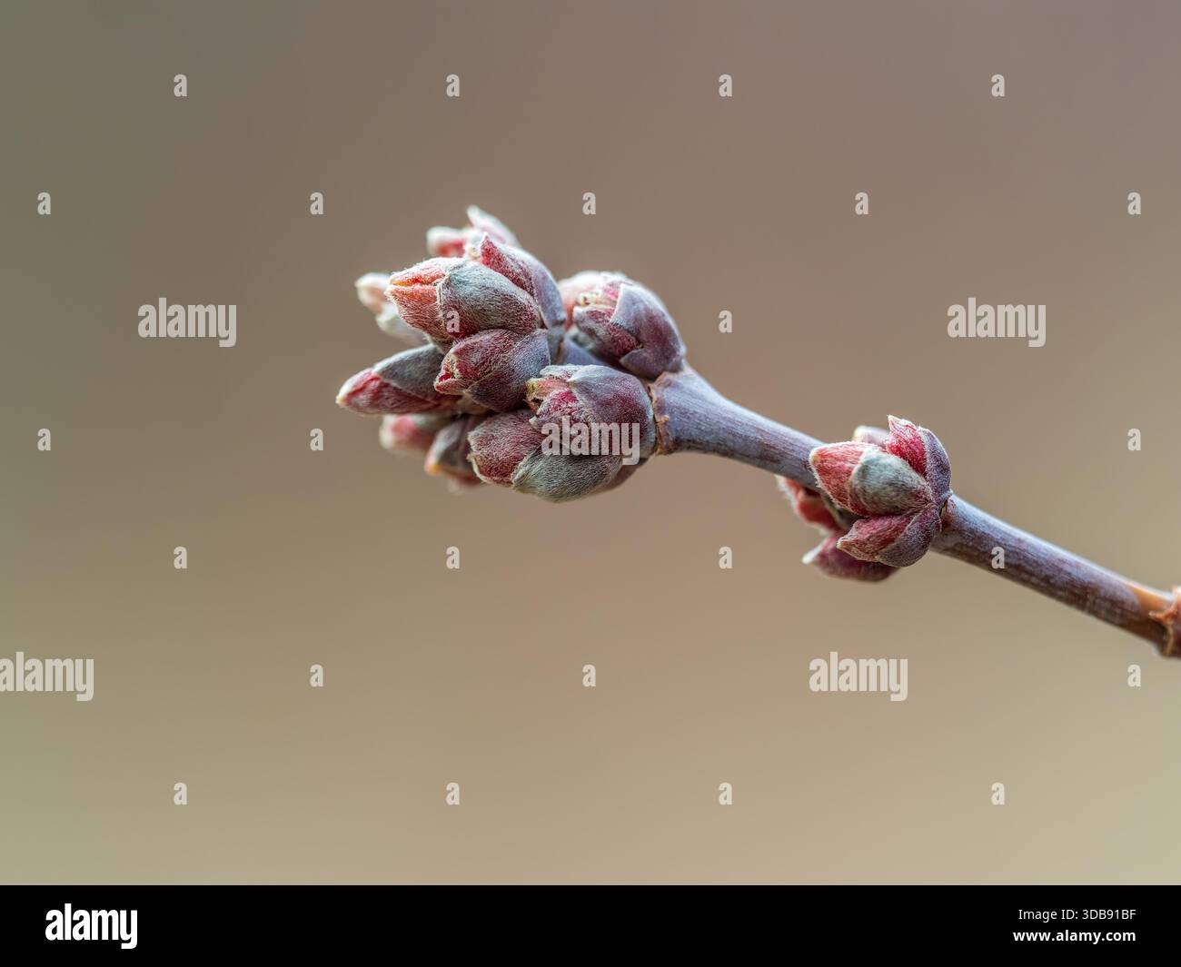 Acer negundo, Box elder, boxelder, ash-leaved and maple ash, Manitoba ...