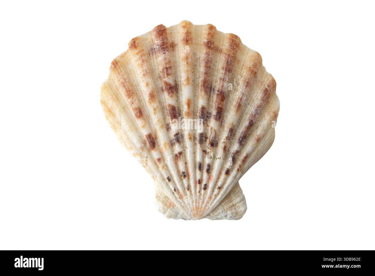 Scallop seashell with brown spots isolated on white. Perfect for beach ...
