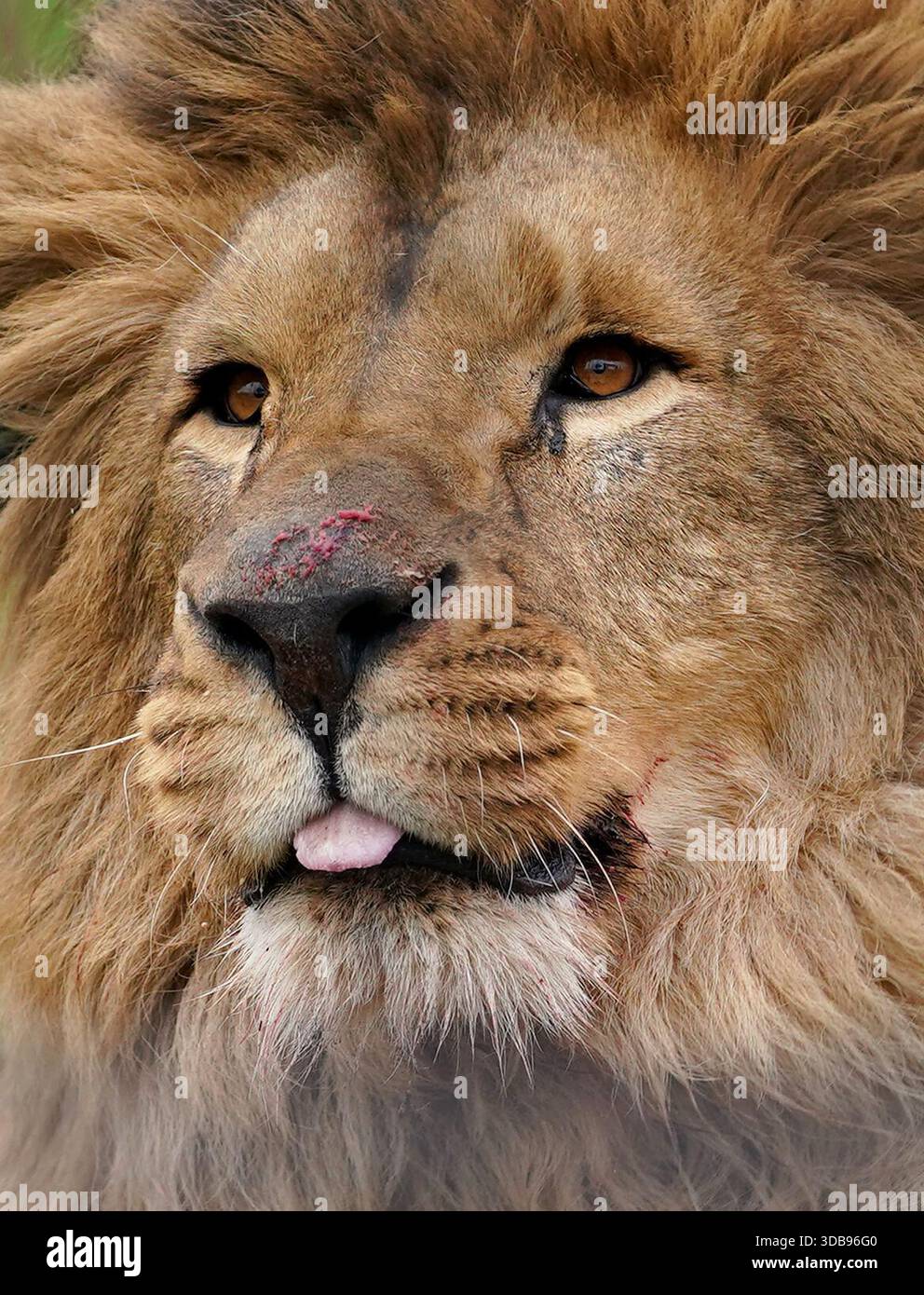 New year 2025 ukraine hi-res stock photography and images - Alamy