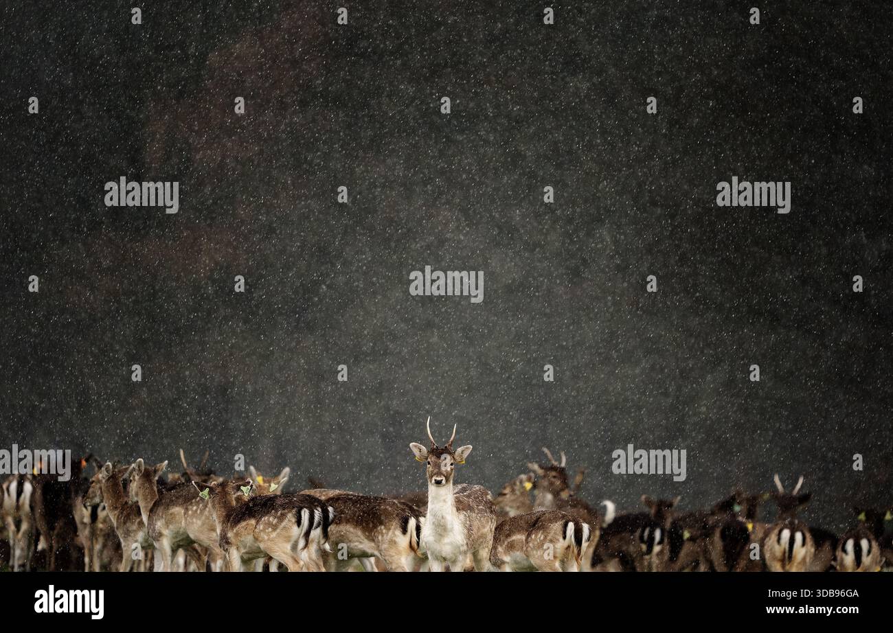 PA REVIEW OF THE YEAR 2025. File photo dated 14/03/25: Fallow deer ...