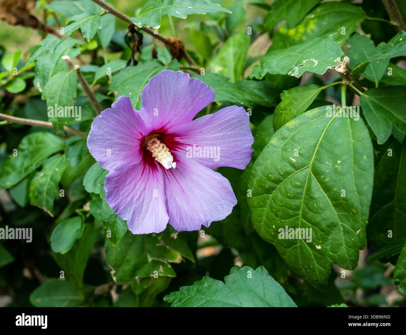 hibiscus rosa sinensis or shoe flower or hibiscus siriacus Stock Photo ...
