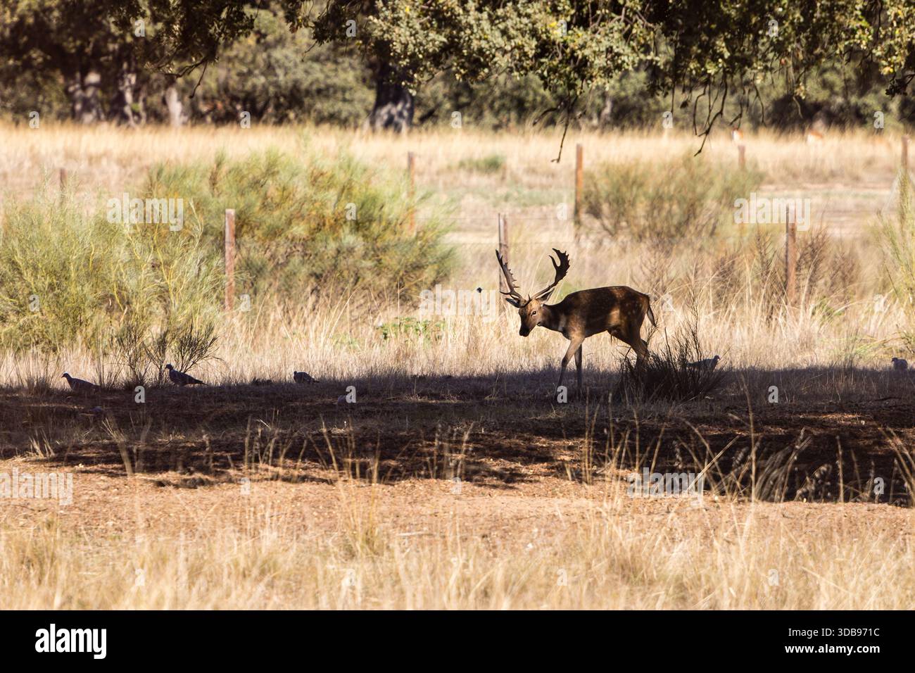a herd of fallow deer graze on the mount of El Pardo, Madrid. Spain ...