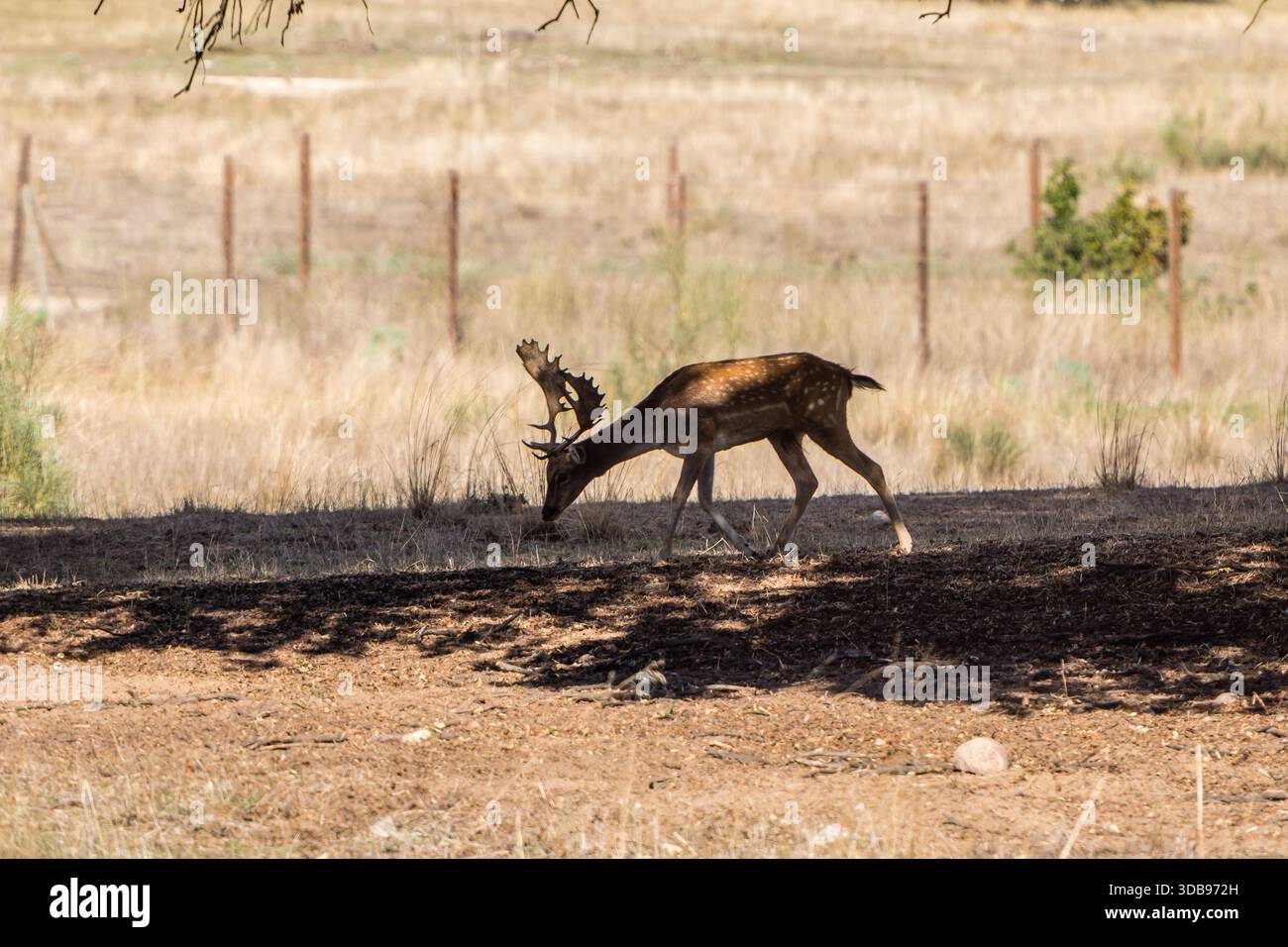 a herd of fallow deer graze on the mount of El Pardo, Madrid. Spain ...