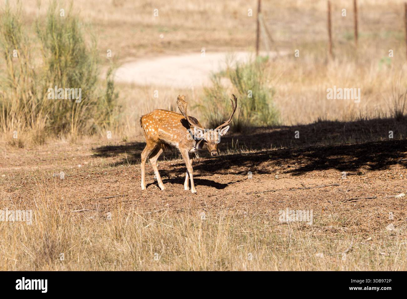 a herd of fallow deer graze on the mount of El Pardo, Madrid. Spain ...