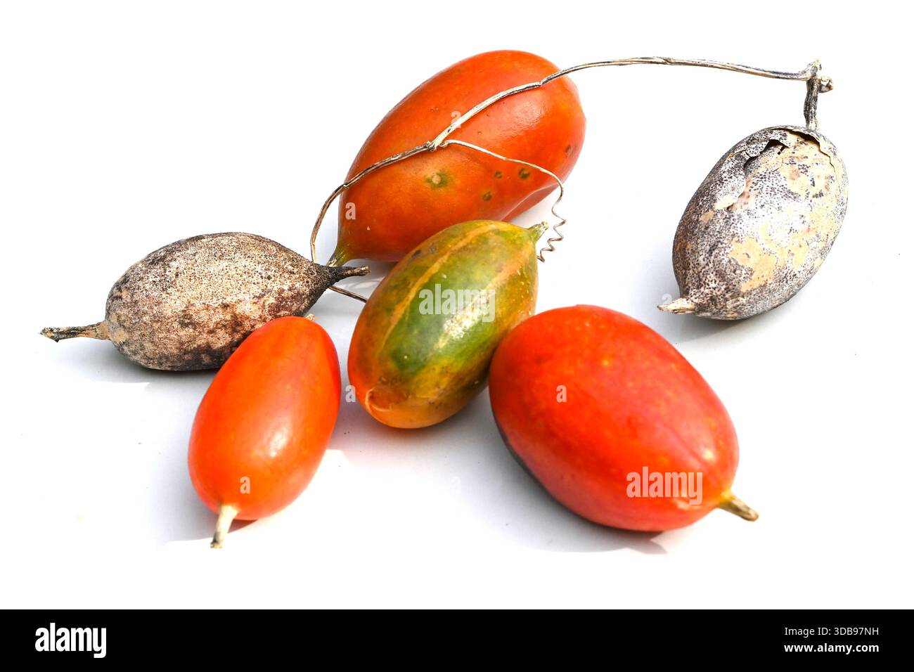 Pollination forest Cut Out Stock Images & Pictures - Alamy