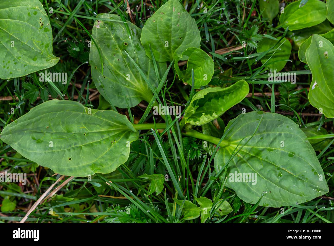 Greater Plantain, Waybread Plantago major tree and Thailand herb has ...