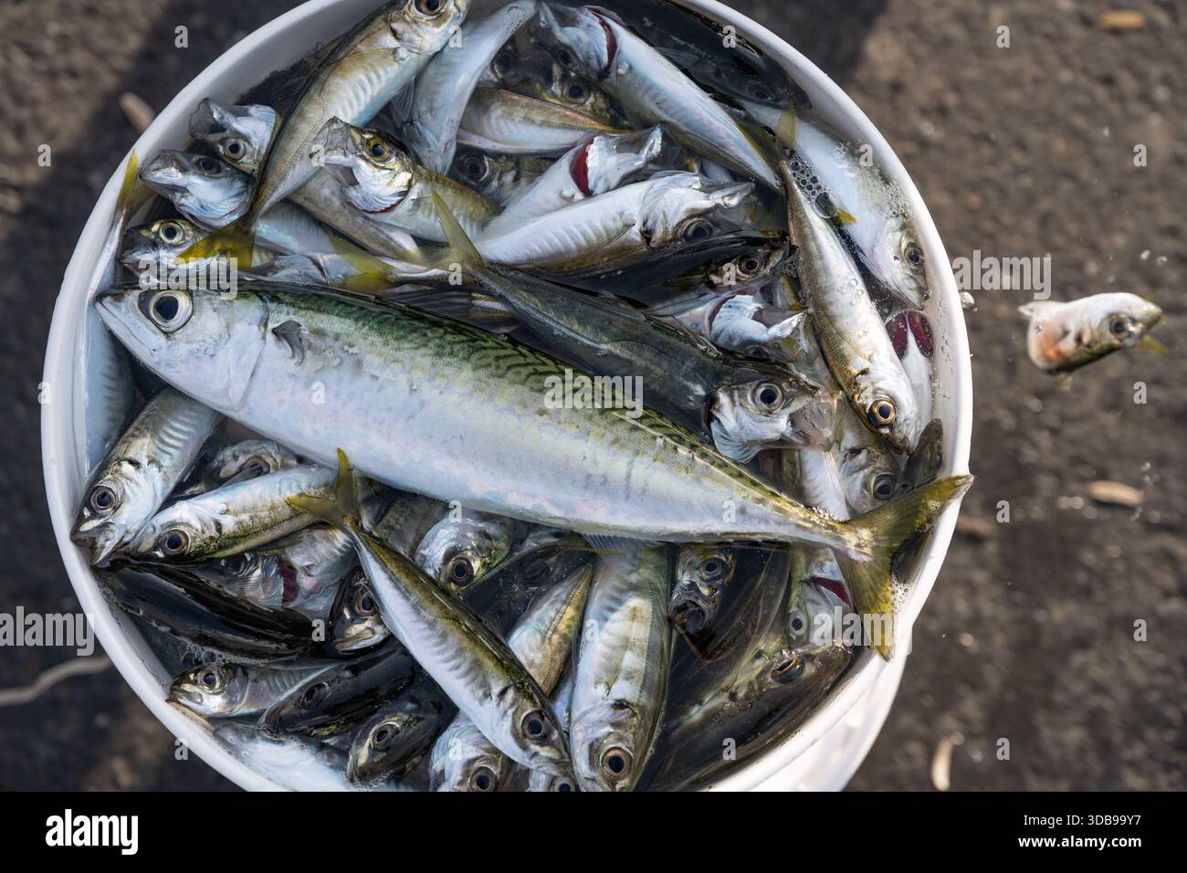 A Turkish fisherman’s fresh catch of small fish caught fishing from the ...