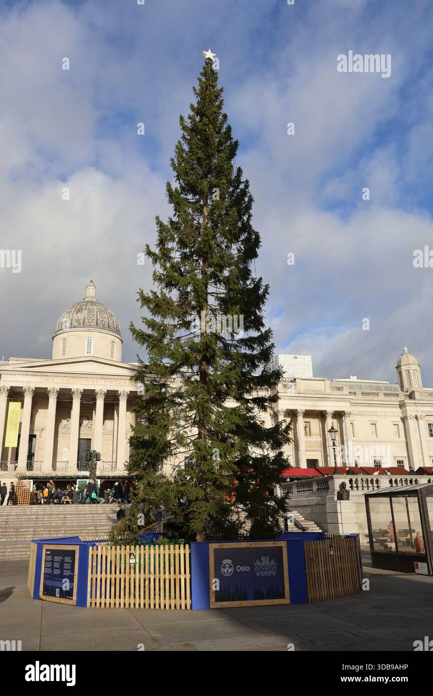 Christmas tree Trafalgar Square London UK December 2025 Stock Photo - Alamy