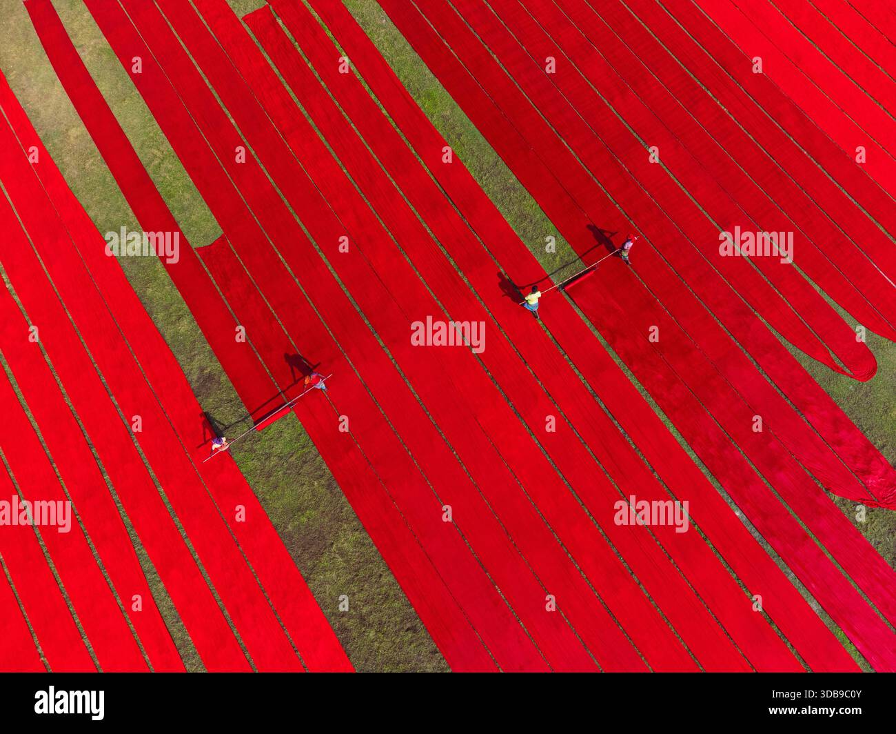 Aerial view of vibrant red fabrics stretched across a lush green field ...