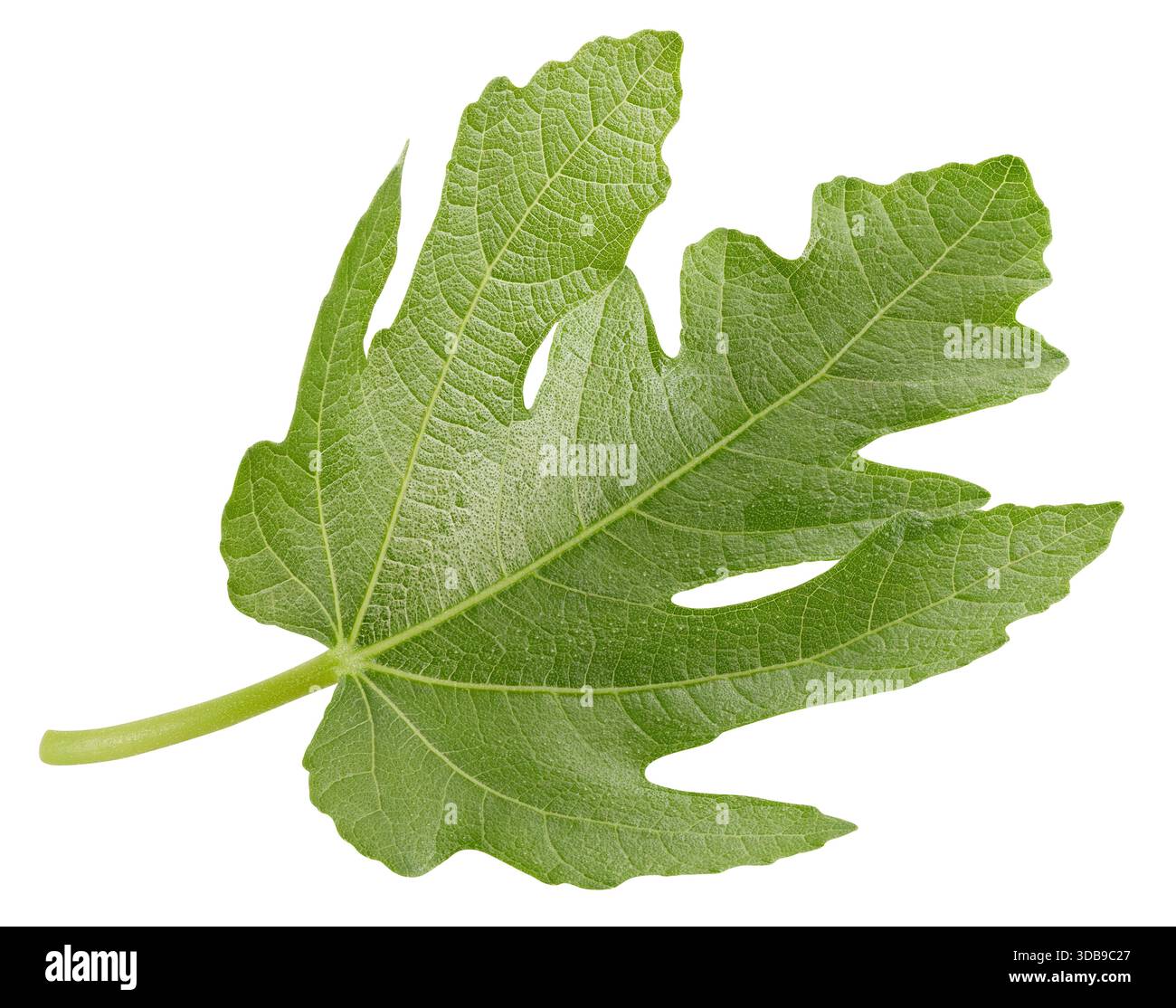Fig leaf shot in the studio. Fig leaf isolated on white background. Fig ...