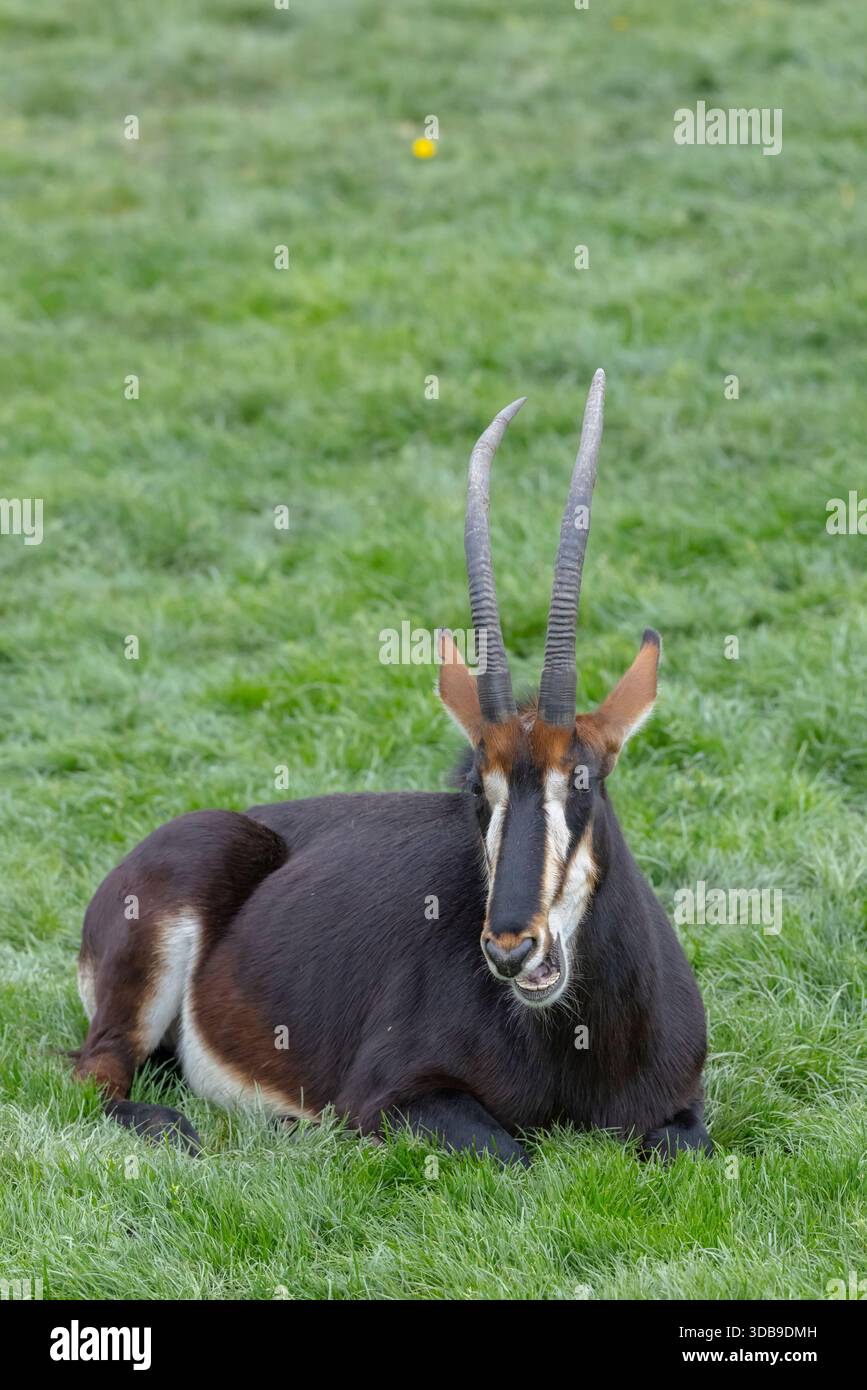 Sable antelope resting on green grass, showing its horns and facial ...