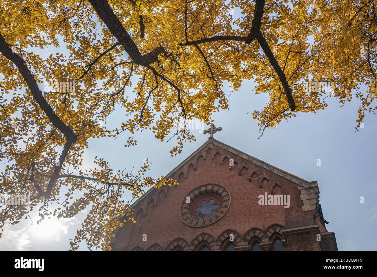 Ancient ginkgo trees at Holy Trinity Church attract people in Shanghai ...