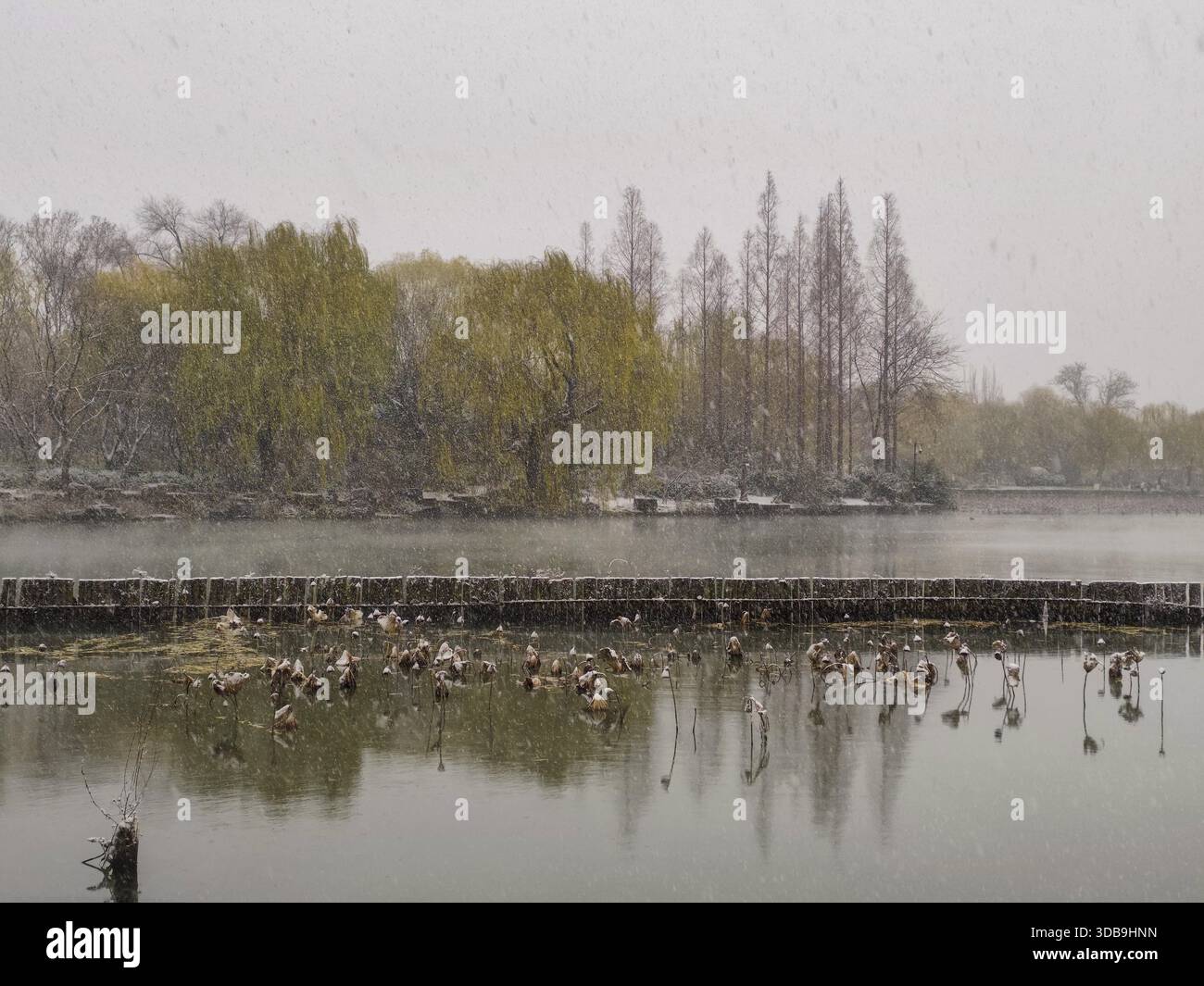 Snow scenery of the Daming Lake scenic area in Jinan City, east China's ...