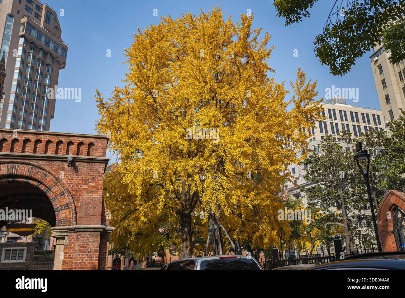 Ancient ginkgo trees at Holy Trinity Church attract people in Shanghai ...