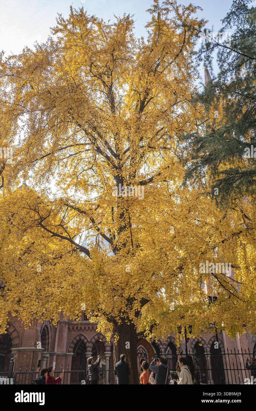 Ancient ginkgo trees at Holy Trinity Church attract people in Shanghai ...