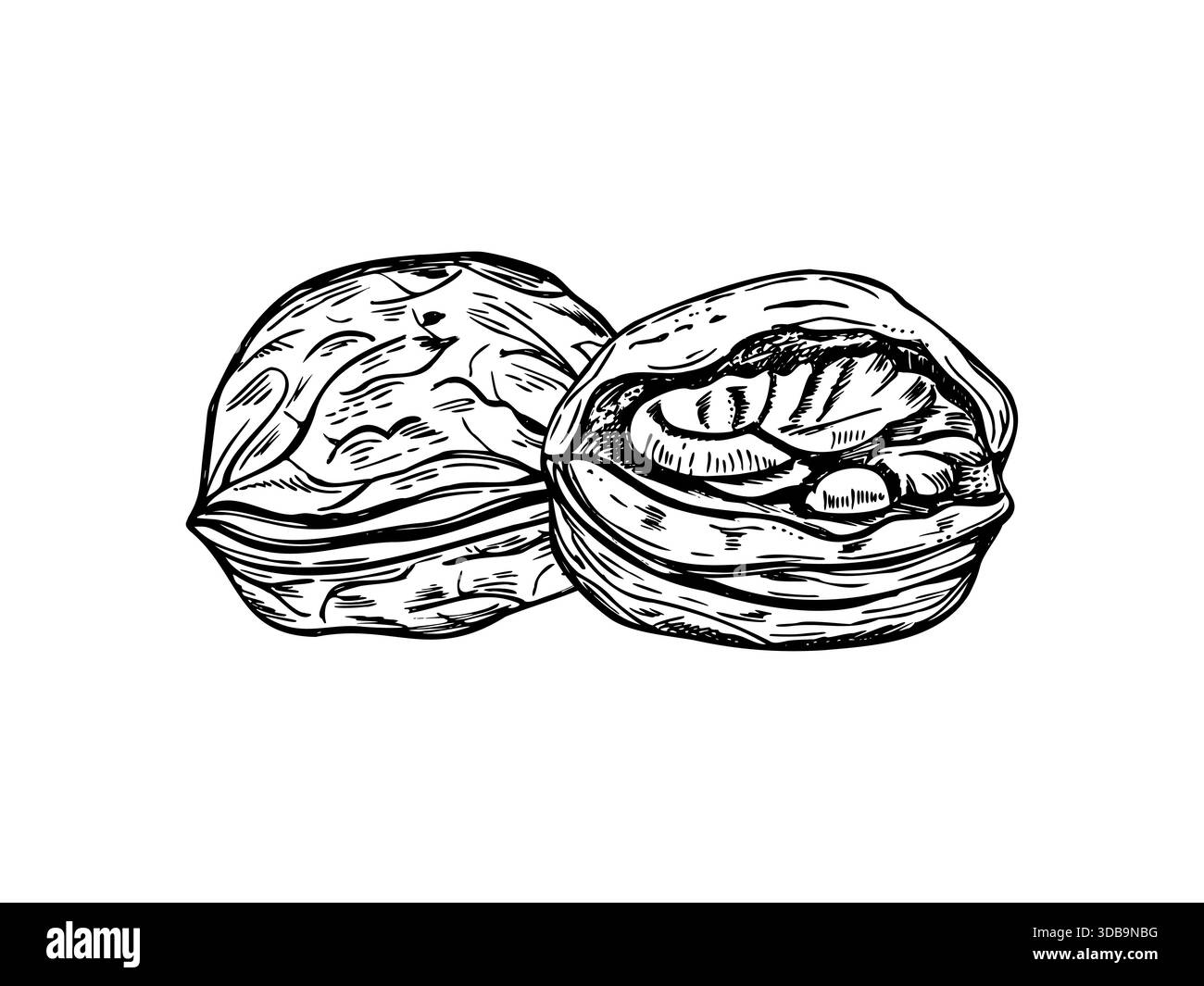 Whole shell Black and White Stock Photos & Images - Alamy