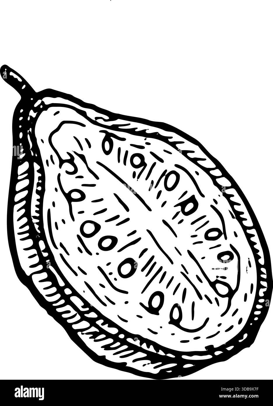 Hand drawn guava isolated Black and White Stock Photos & Images - Alamy