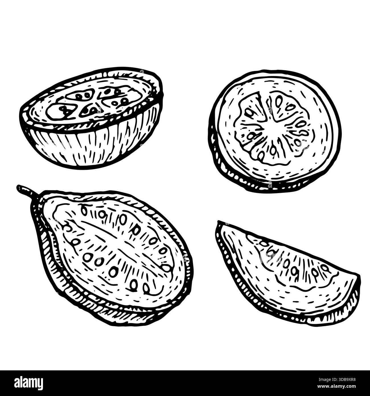 Guava vector food sketch Stock Vector Images - Alamy