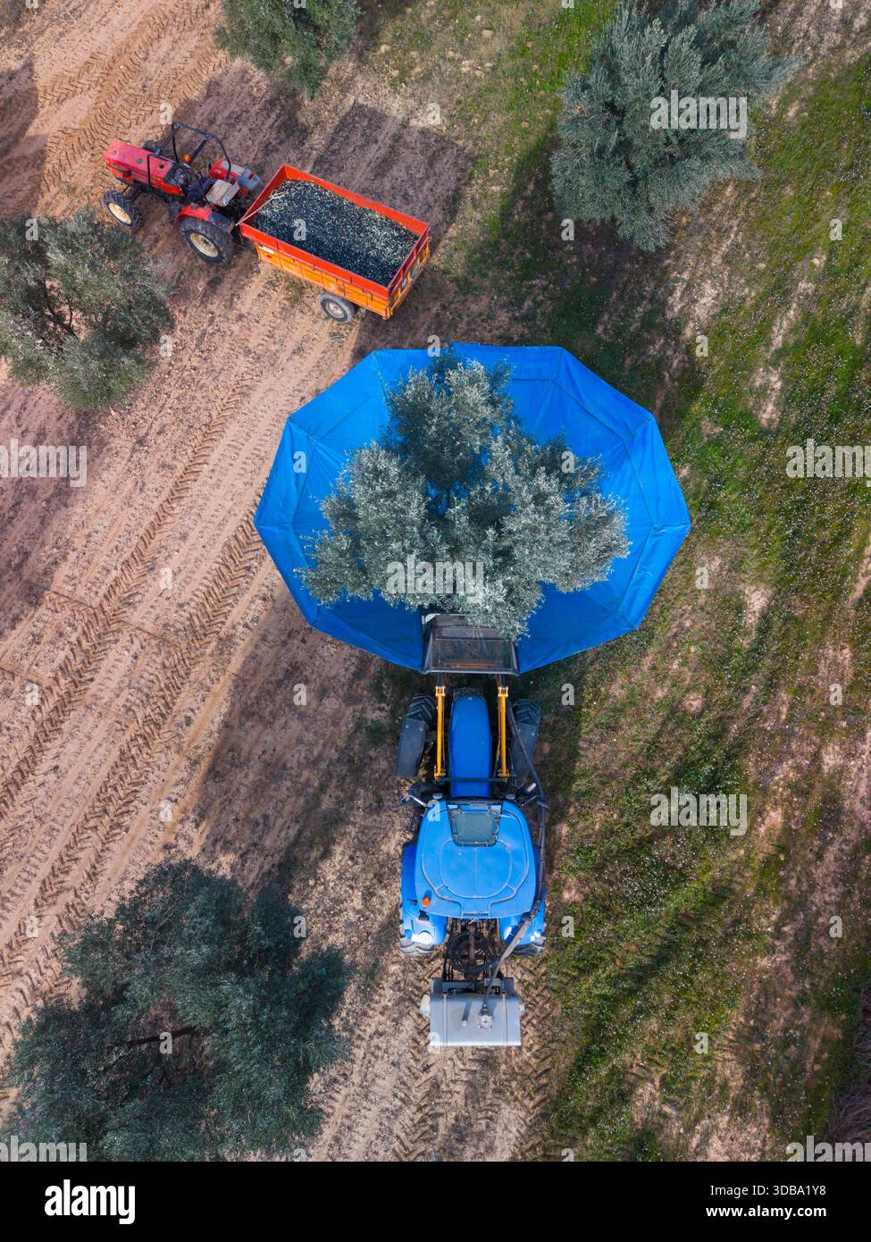 Aerial drone view of olive harvesting using the mechanized trunk shaker ...