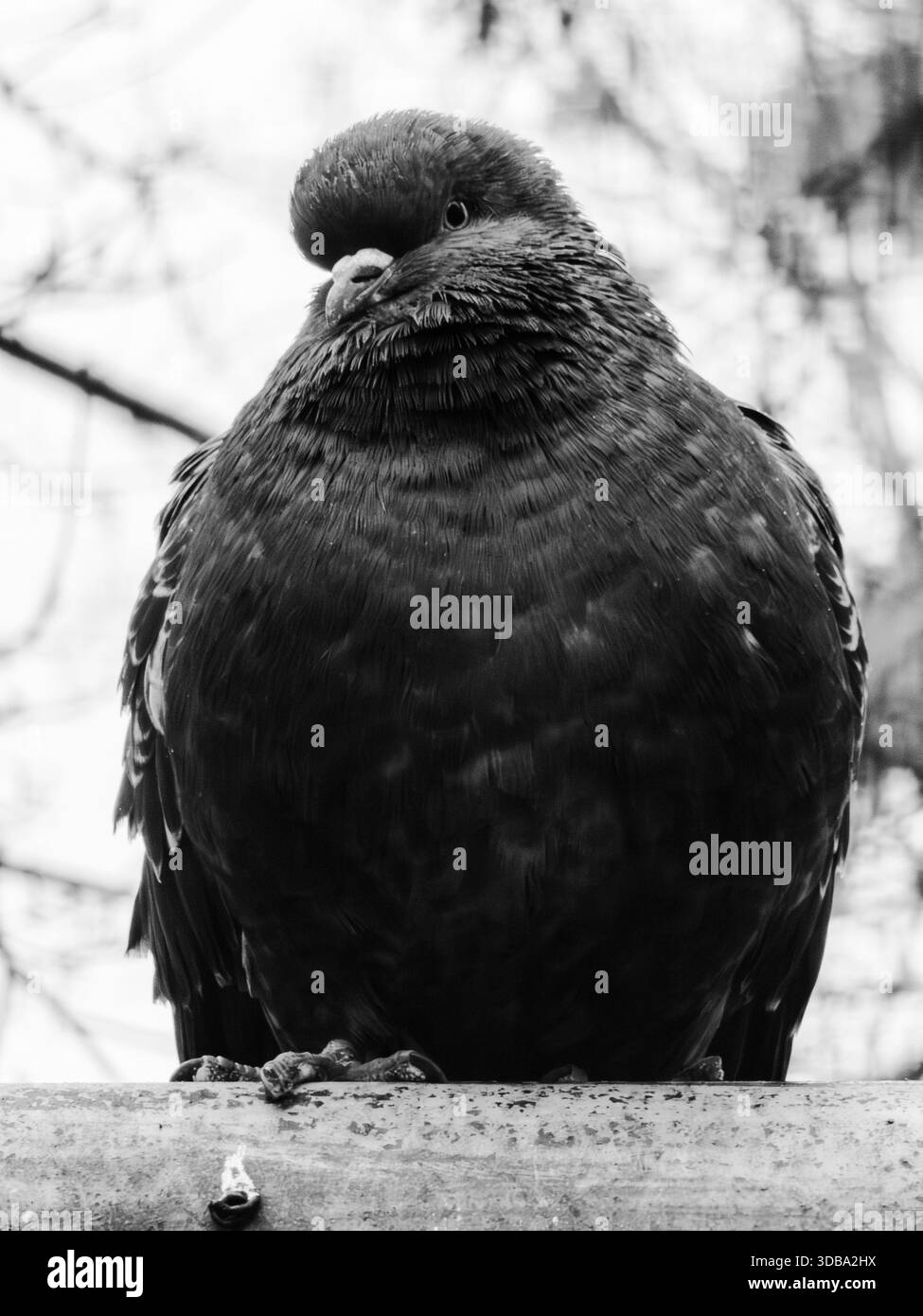 Showcasing feathers Black and White Stock Photos & Images - Alamy