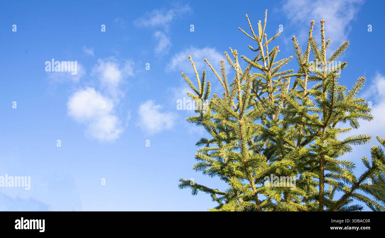 Evergreen fir branches framing blue sky with soft white clouds ...