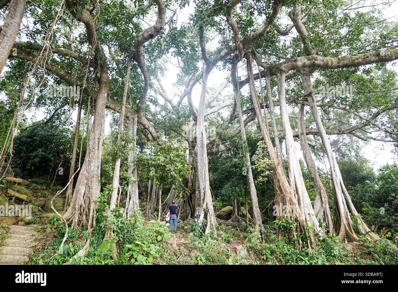 Giant ancient banyan tree with impressive aerial roots in a tropical ...