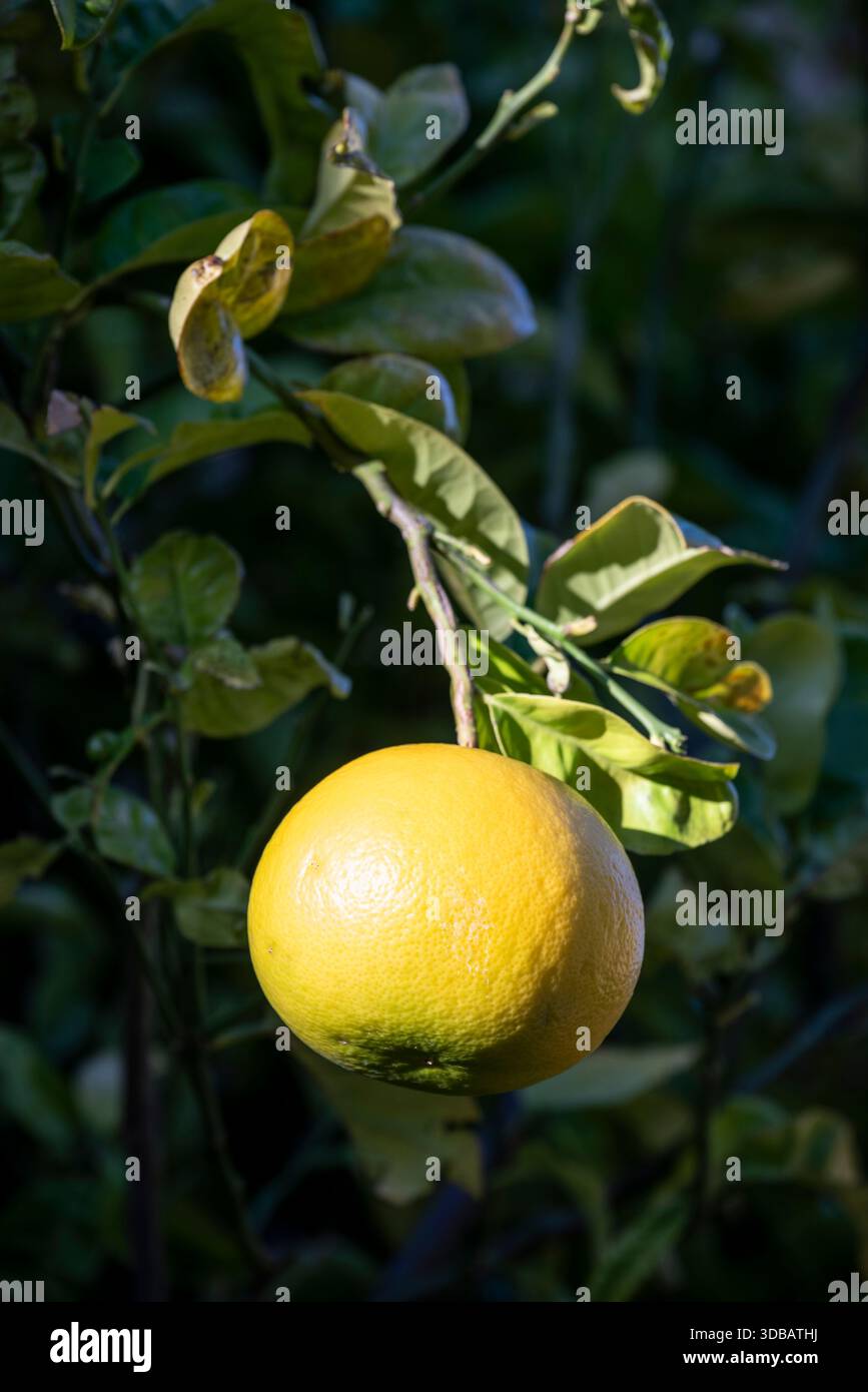 Australian orange citrus fruit hi-res stock photography and images - Alamy