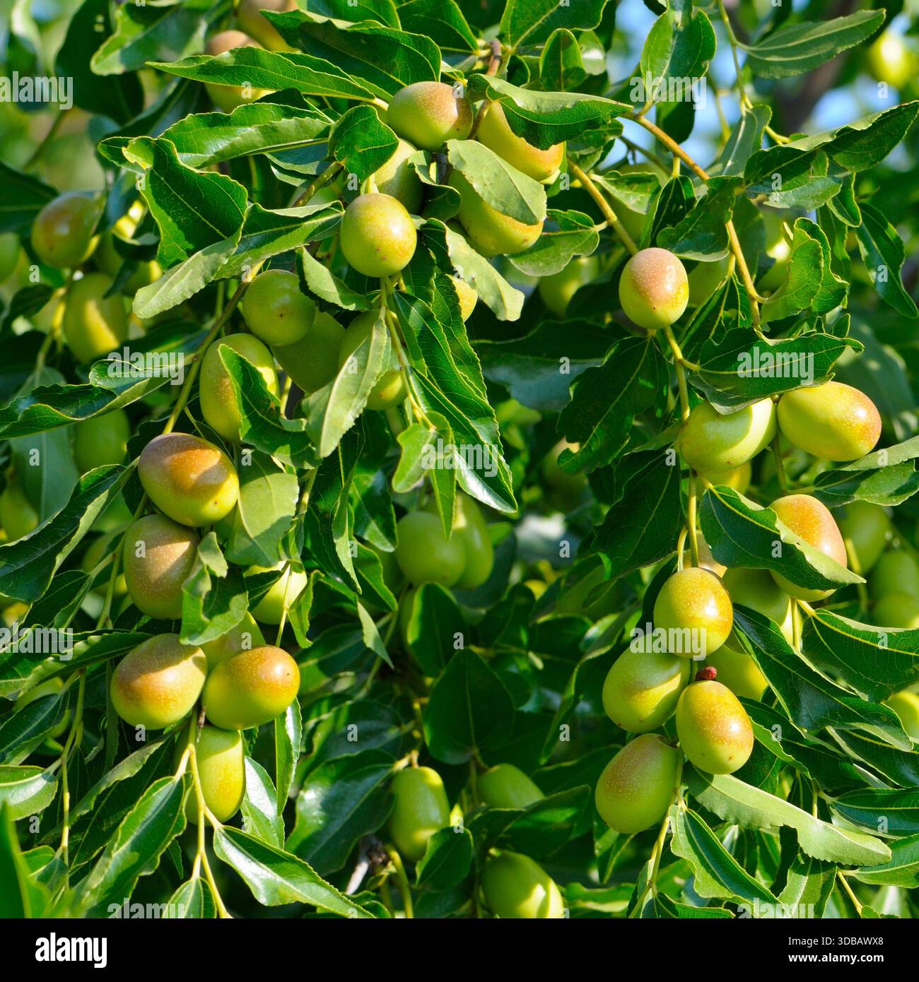 Lush green jujube tree foliage hi-res stock photography and images - Alamy