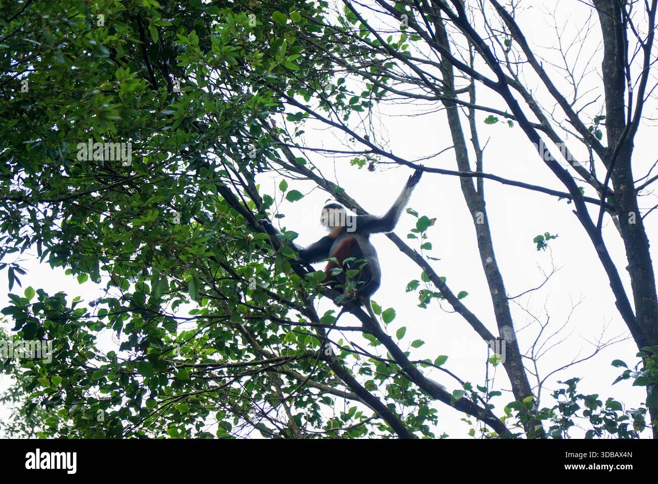 Monkey hanging by tail hi-res stock photography and images - Alamy