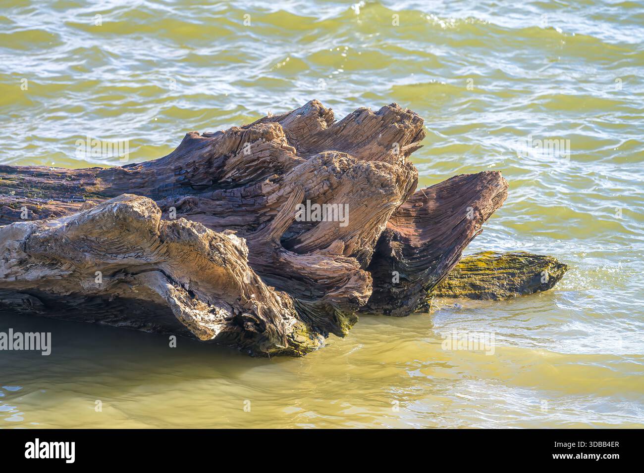 Muddy shallow river fallen hi-res stock photography and images - Alamy