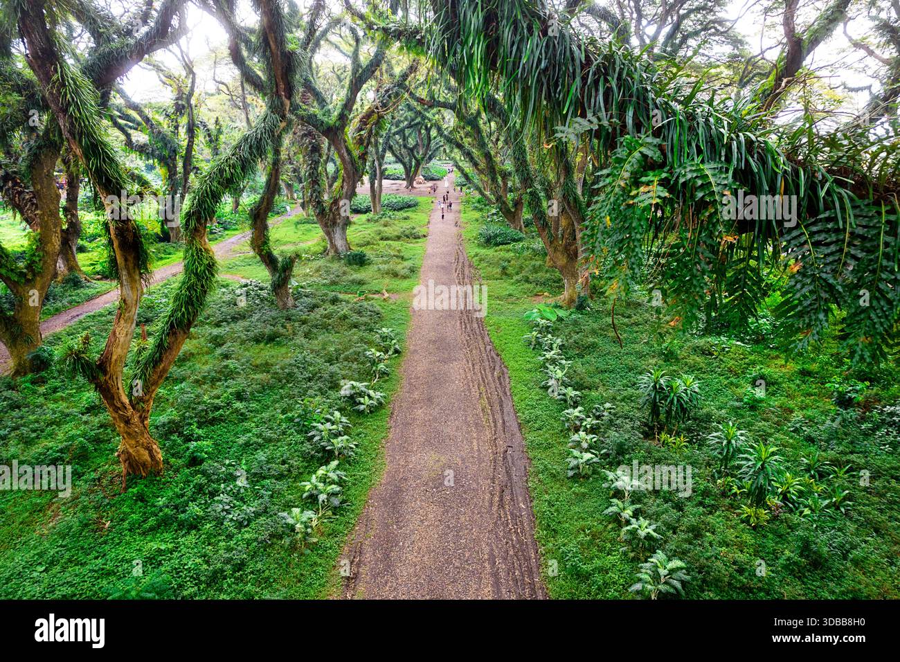 Spectacular fairytale De Djawatan Forest, Java island in Indonesia ...
